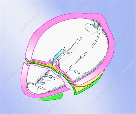 Embryonic Disc Illustration Stock Image C062 1219 Science Photo