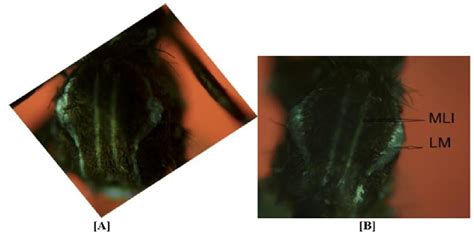 Morphology And Morphometry Of Aedes Aegypti Adult Mosquito Semantic