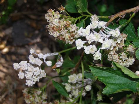 Whats Wrong With My Plant Garden University Of Minnesota Extension