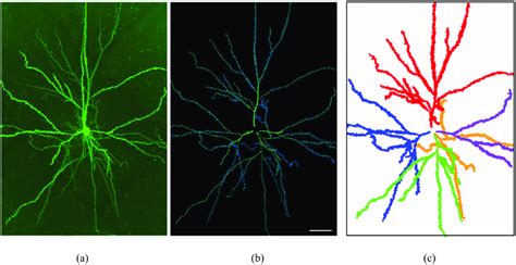Example Of One Of The Analyzed Pyramidal Neurons A Confocal