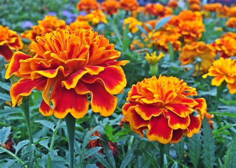 Marigold Flower Singapore Uses Benefits For Gardens And Beyond Global Gathering Spot