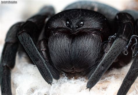 Velvet Spider Eresus Walckenaeri True Spider By My Mini Shop Of Horrors