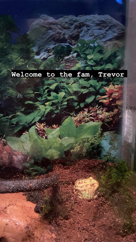 Just Got My First Frog Meet Trevor Any Tips For Newbies R Pacmanfrog