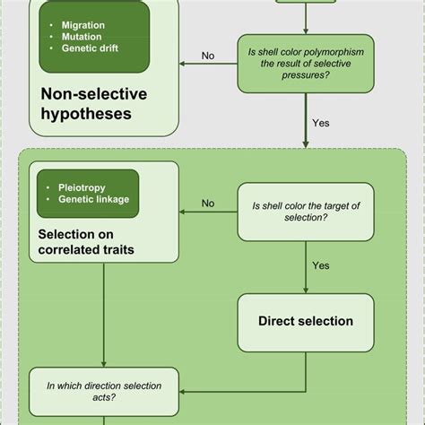 A Summary Of All Proposed Hypotheses To Account For Shell Color Download Scientific Diagram
