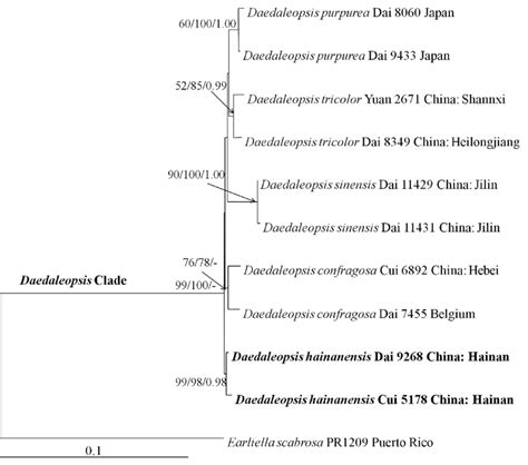 phylogenetic tree inferred from maximum likelihood ml analysis based