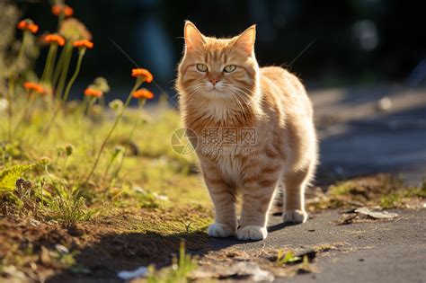 可爱猫咪高清图片下载 正版图片600550594 摄图网