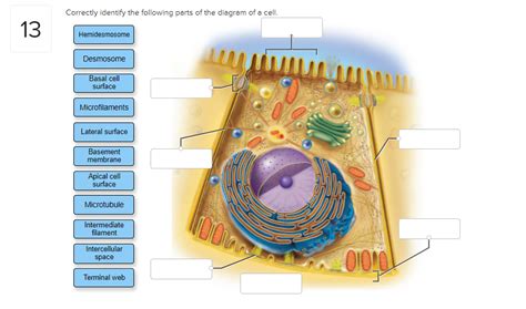 Solved Correctly Identify The Following Parts Of The Diagram