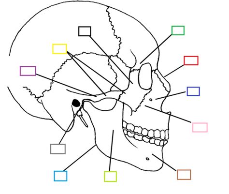 Face And Scalp Flashcards Quizlet
