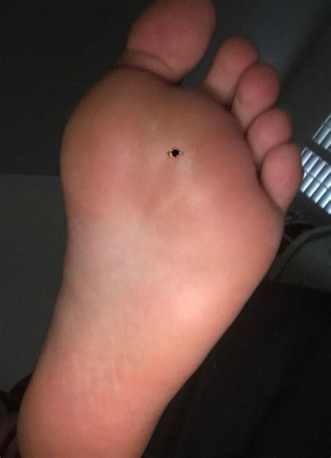 Tiny Bug Crush By Solesniffer13 On Deviantart