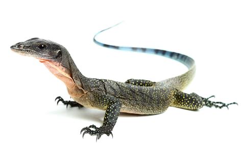 Картинки Для Детей Ящерица 64 фото