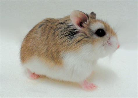 Roborovski Dwarf Hamster Wallpapers Wallpaper Cave