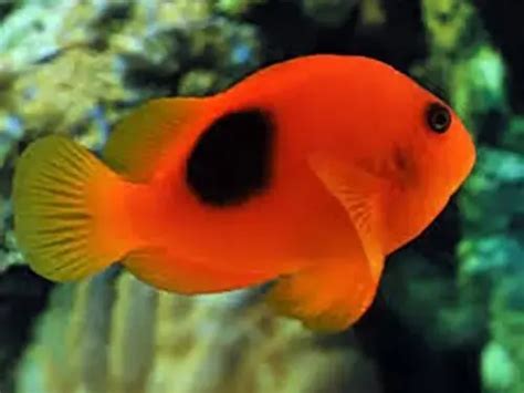 Amphiprion Ephippium Reef Aquarium