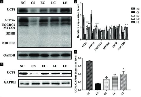 Thermogenic Protein Expression In Bat And Wat Of Db Mice And Treated Db