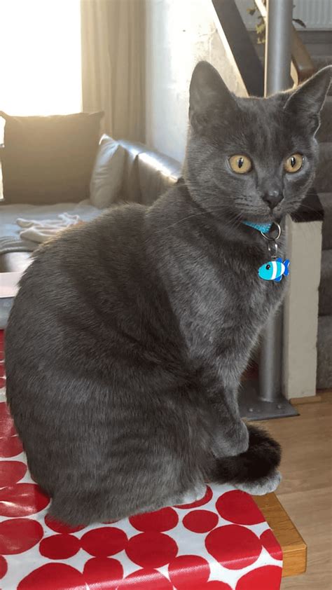 Our Adorable We Are Biased 7 Month Old Kitty Evie R Cats