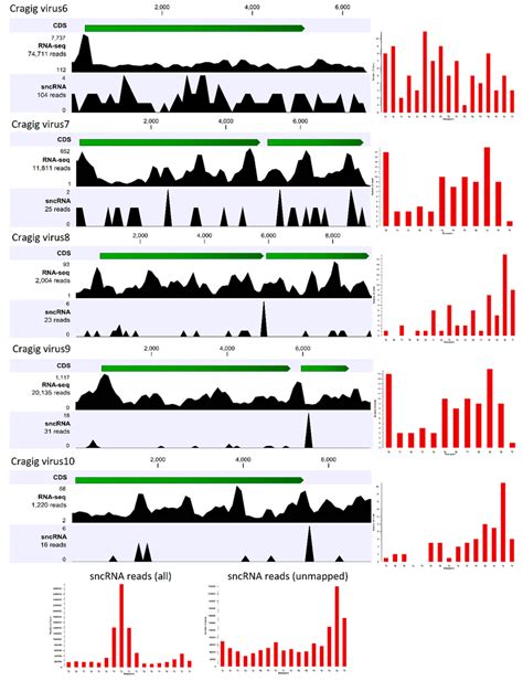 Small Non Coding Rna Sncrna Reads Analysis The Rna Seq And Sncrna