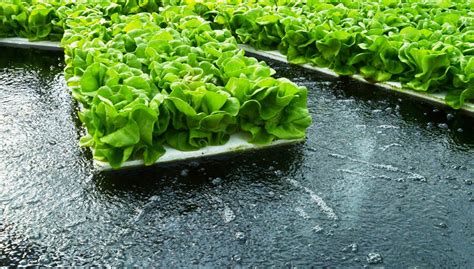Вода для гидропоники - City Farmer