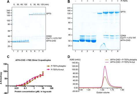 Structure Of The Super Elongation Complex Subunit Aff4 C Terminal Homology Domain Reveals