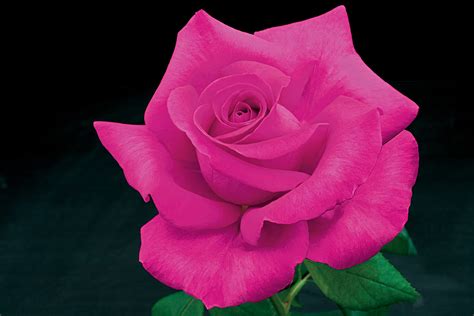 Rosa All My Loving ‘fryrapture Jc Bakker And Sons Ltd