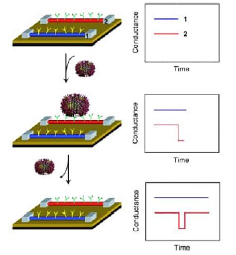 Nanodevices Target Viruses Physics World