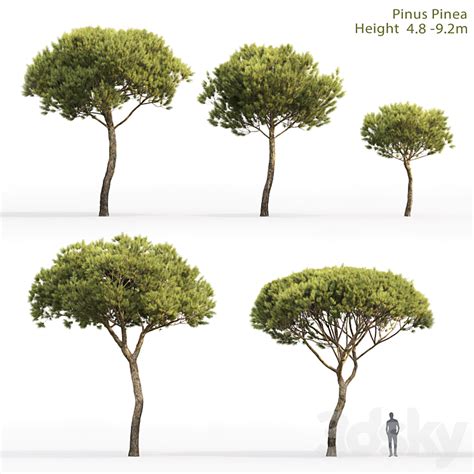 3dsky Pine 3d Model New Update 2023