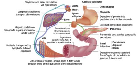 Week 3 Intro To Metabolism Flashcards Quizlet