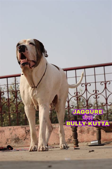 Bully Kutta