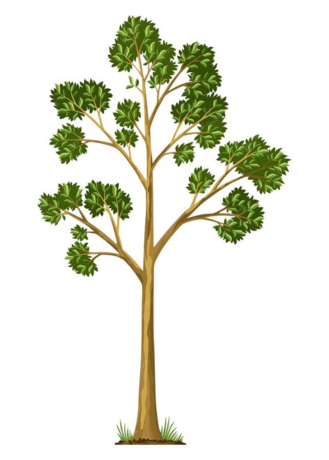 Etapa De Crecimiento Del árbol Crecimiento De árboles Grandes Con Hojas