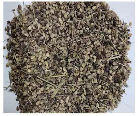 Cenchrus Ciliaris Var Tropical Region At Rs 1656 63 Piece In Dehradun Id 2853571905330