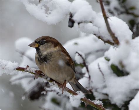 Sparrow Snow Bird Free Photo On Pixabay Pixabay