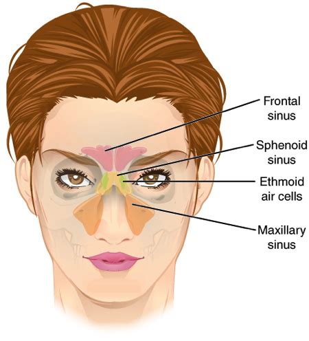 Name A Bone Of The Skull That Does Not Have A Sinus
