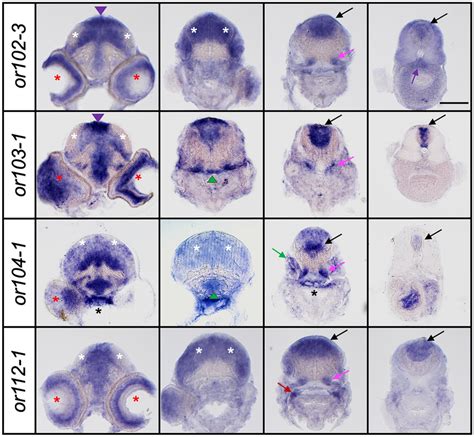 Spatial Regulation Of Olfactory Receptor Gene Expression During