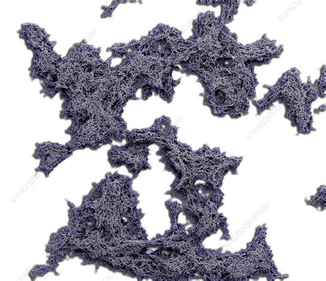 Streptococcus Gordonii Sem Stock Image C0437614 Science Photo