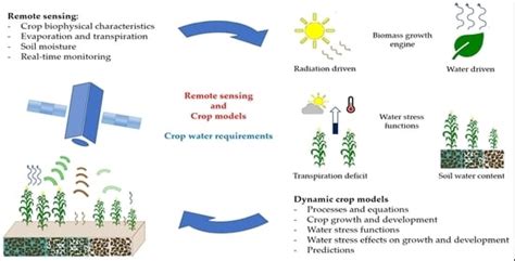 Remote Sensing Free Full Text Dynamic Crop Models And Remote Sensing Irrigation Decision