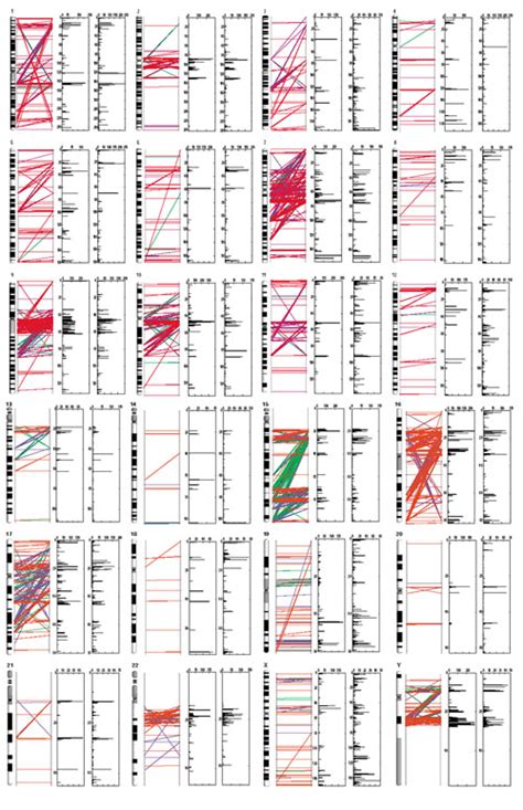 Intrachromosomal Segmental Duplications Identified In The Human Genome Download Scientific