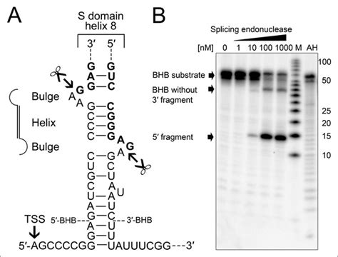 Figures And Data In Circularization Restores Signal Recognition