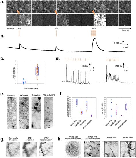 High Throughput Imaging Allows Assessment Of Electrically Evoked