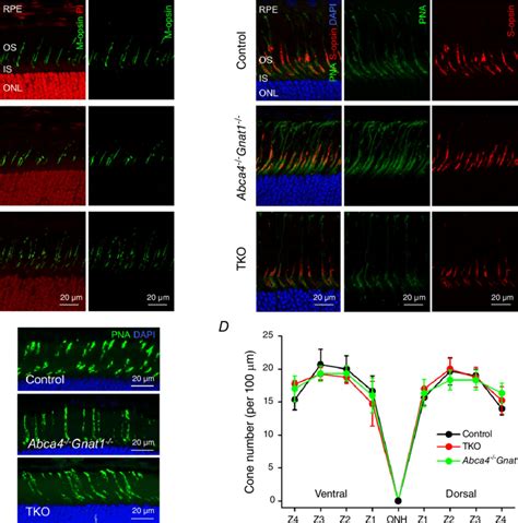 Normal Cone Density Morphology And Opsin Localization In 2 Month Old