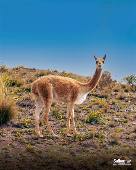 Diferencias Entre Llama Alpaca Vicuña Y Guanaco Guía 2026