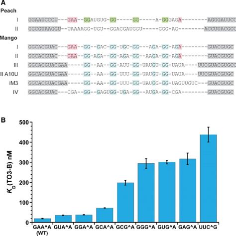 Effects Of Binding Affinity By Mutations In The Peach I Gaaa