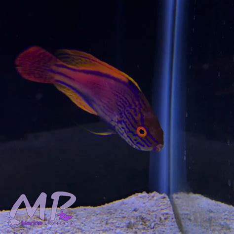 Aussie Lineatus Fairy Wrasse 35 Male Marine Pleasures