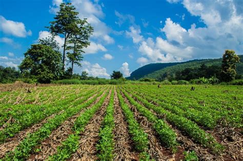 Enhancing Groundnut Yield Sustainability In Drought Prone Anantapur