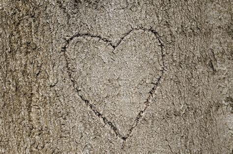 Premium Photo Heart Shape Carved Into Tree