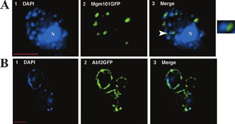 Mgm101gfp Labels A Subset Of Mtdna Nucleoids Within Cells Wild Type