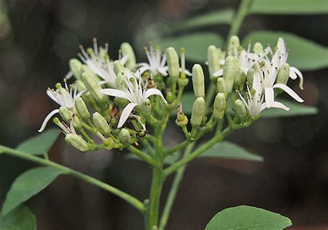 Murraya Koenigii Rutaceae