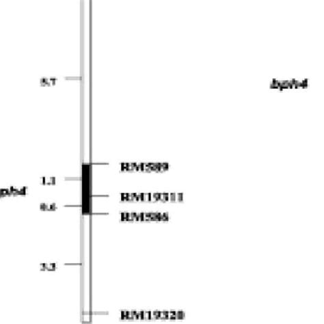 Mapping Of Bph Resistance Gene Bph4 On The Short Arm Of Chromosome 6 Download Scientific