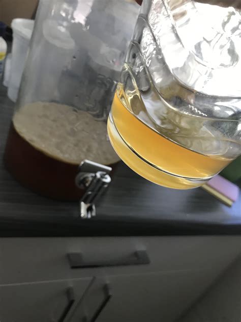Finally Got My Scobystarter Booch Scoby Looks Healthy And The Starter Tastes Perfect Rkombucha