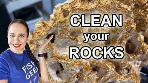 How To Remove Algae From Rocks And Aquarium Decorations HousePetsCare Com