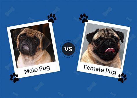 Male Vs Female Pugs Key Differences With Pictures Hepper