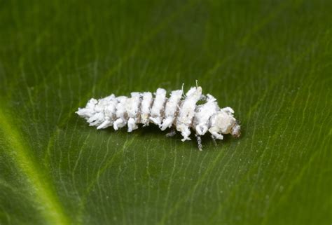 Operation Mealybug Koppert Us