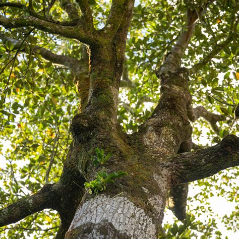 Endemic Trees Of Mauritius Vallés Native Forest